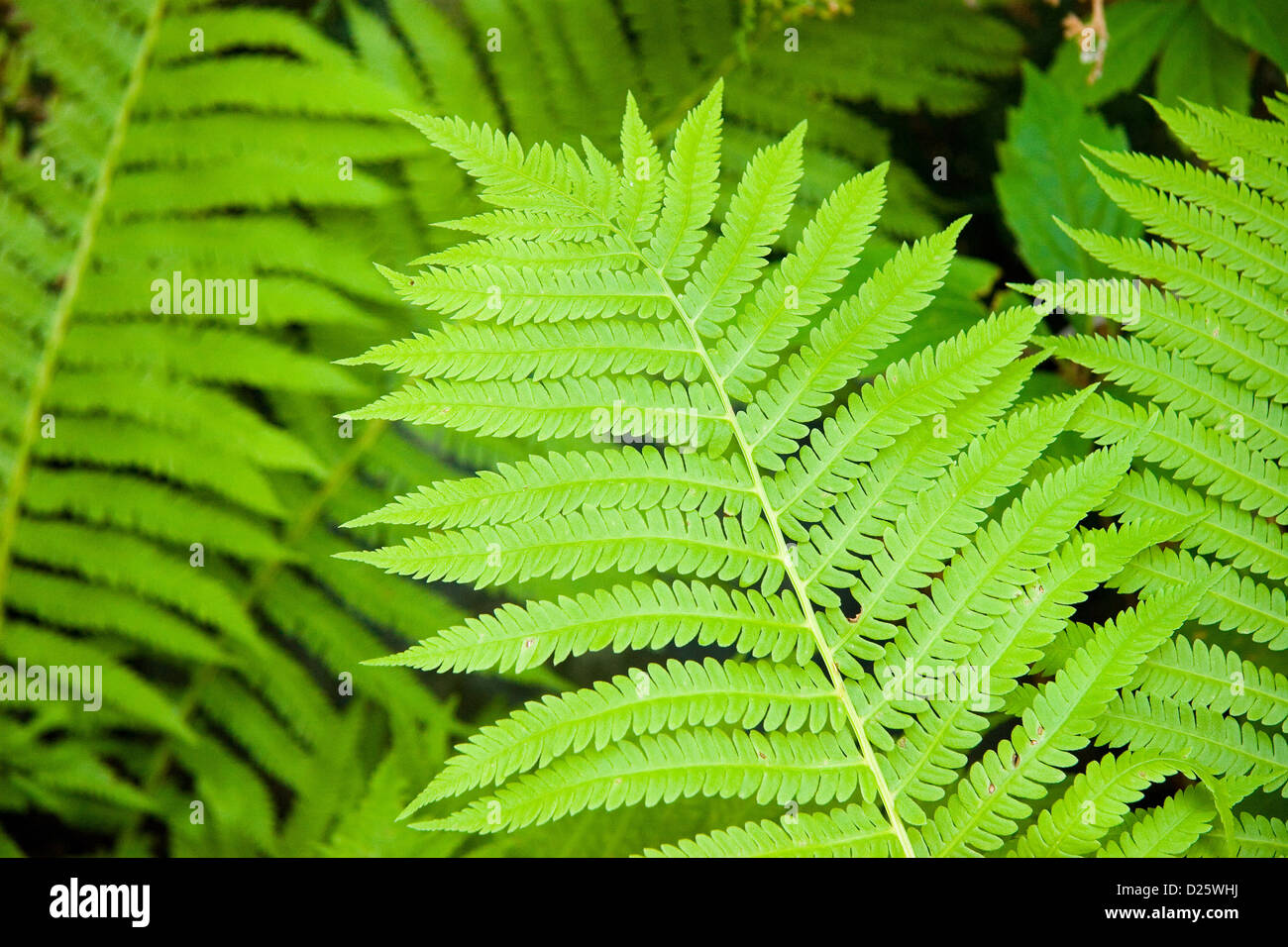 Fertile Frond Stock Photos & Fertile Frond Stock Images - Alamy