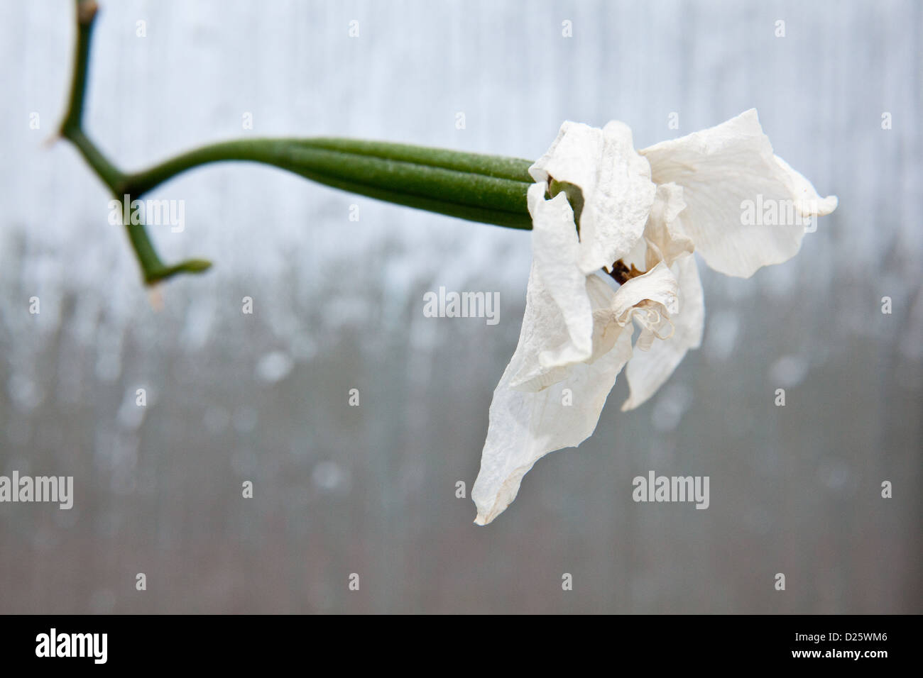 Orchid seed hi-res stock photography and images - Alamy