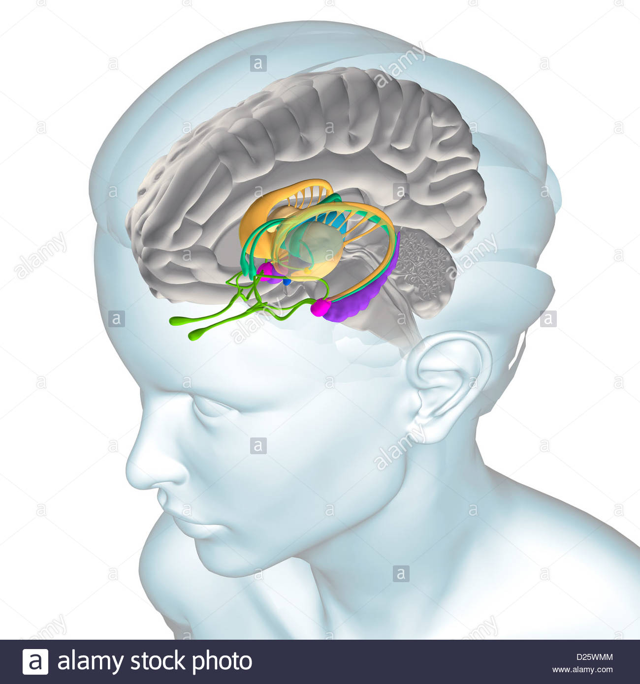 Fornix Of The Brain Stock Photos & Fornix Of The Brain Stock Images - Alamy