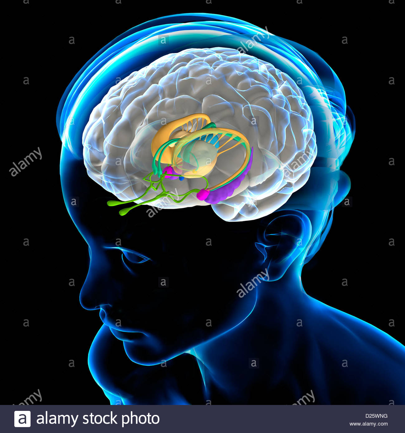 Lentiform Nucleus Stock Photos & Lentiform Nucleus Stock Images - Alamy