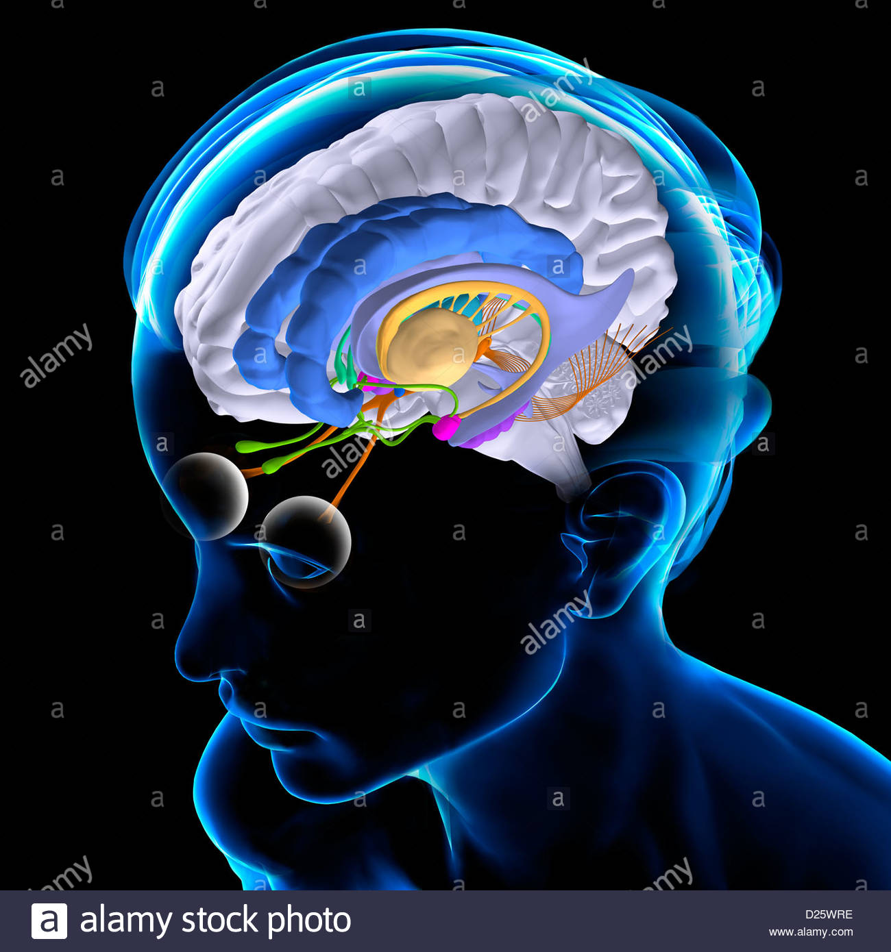 Fornix Of The Brain Stock Photos & Fornix Of The Brain Stock Images - Alamy