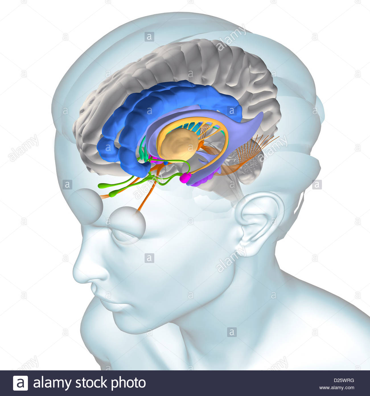 Cingulate Gyrus Stock Photos & Cingulate Gyrus Stock Images - Alamy