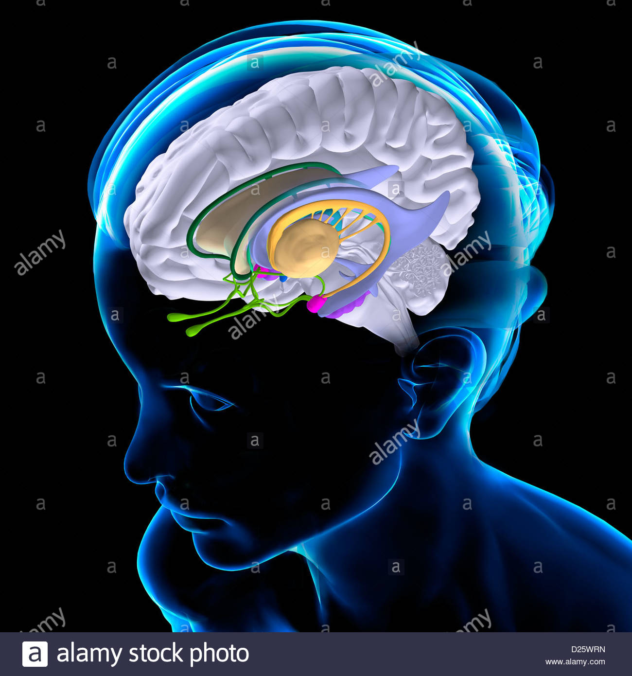 Lentiform Nucleus Stock Photos & Lentiform Nucleus Stock Images - Alamy