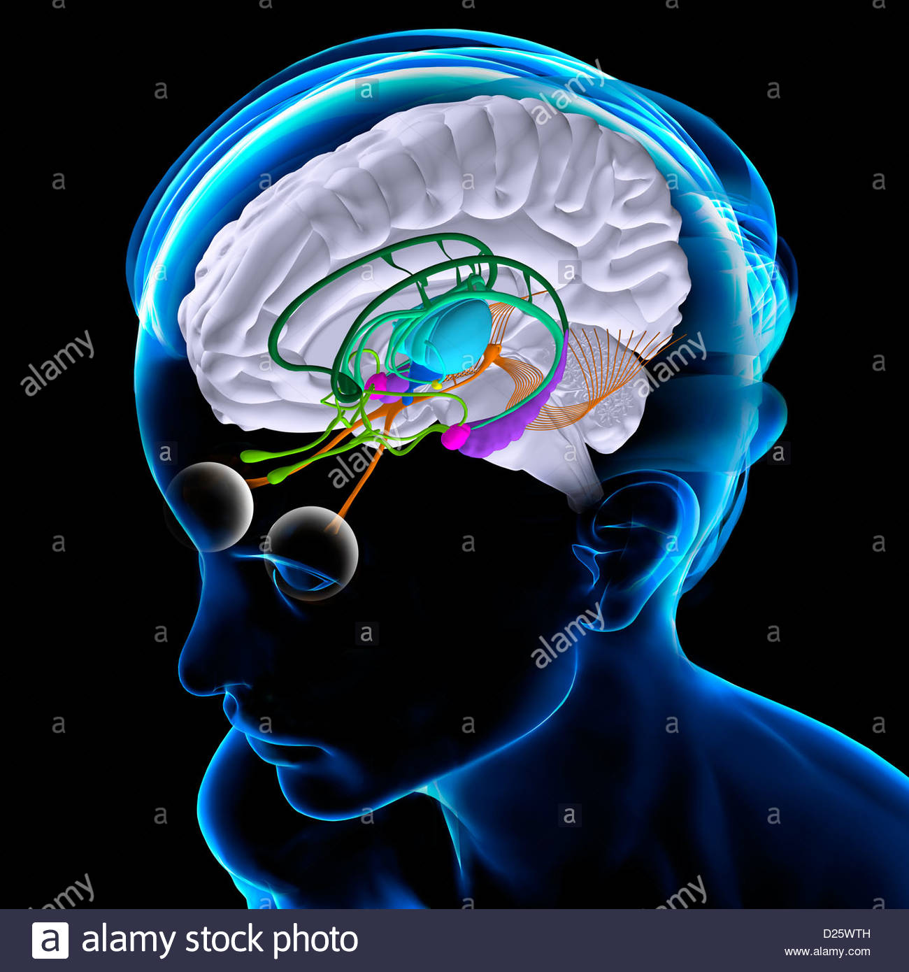 Olfactory Bulb Stock Photos & Olfactory Bulb Stock Images - Alamy