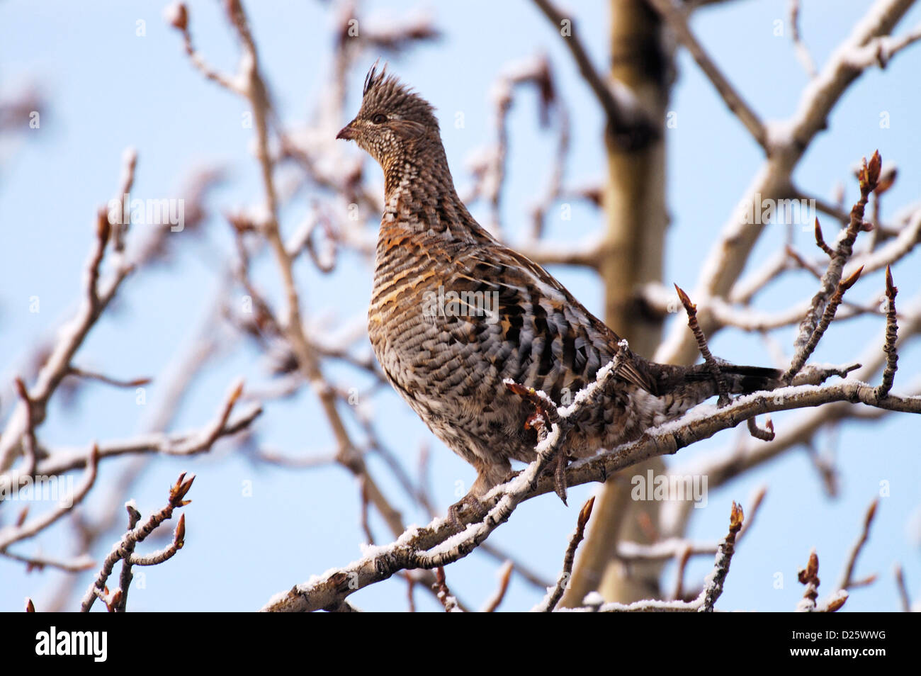 Grouse game bird hi-res stock photography and images - Alamy