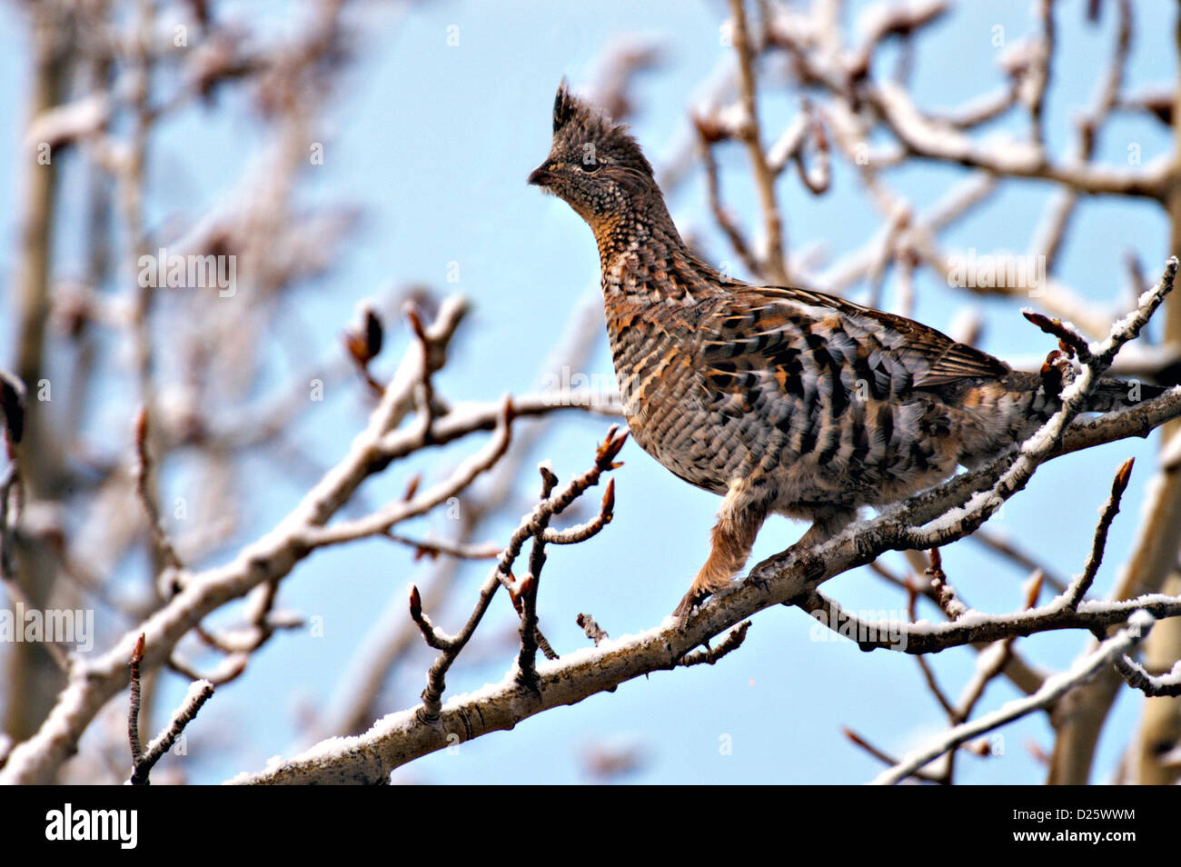 Ruffed bird hi-res stock photography and images - Alamy