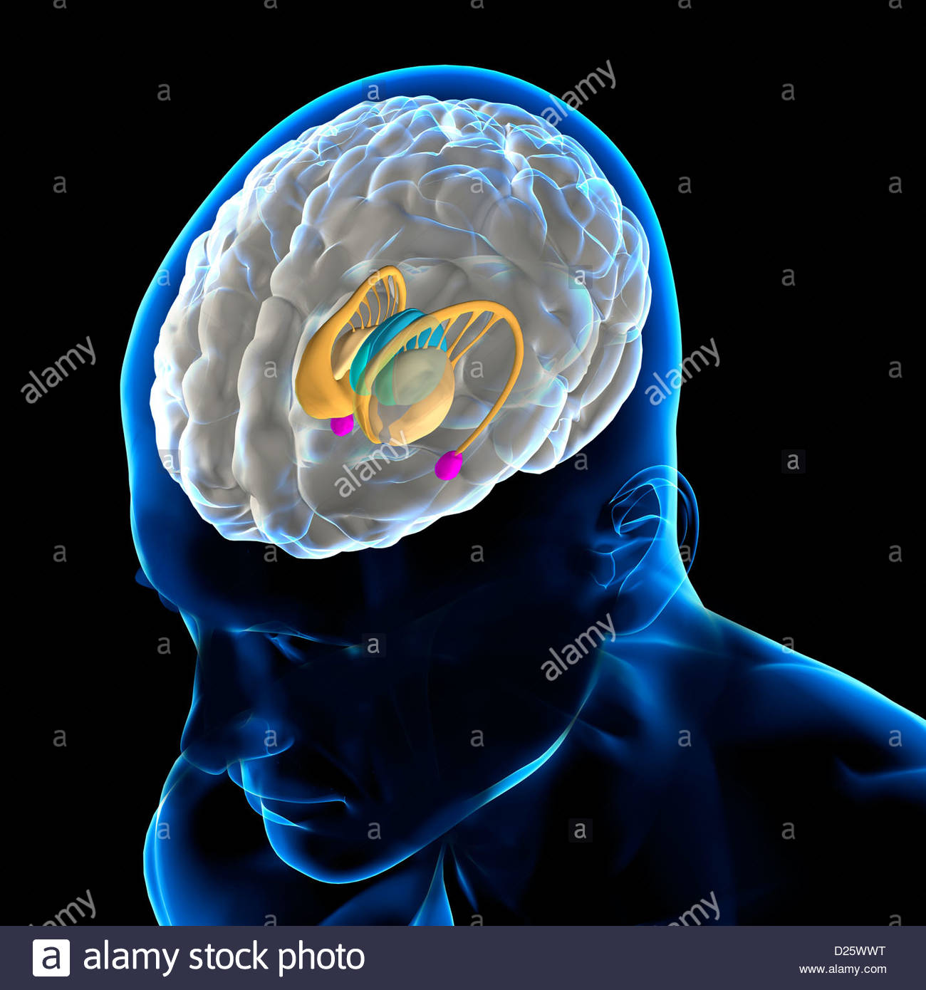 Lentiform Nucleus Stock Photos & Lentiform Nucleus Stock Images - Alamy