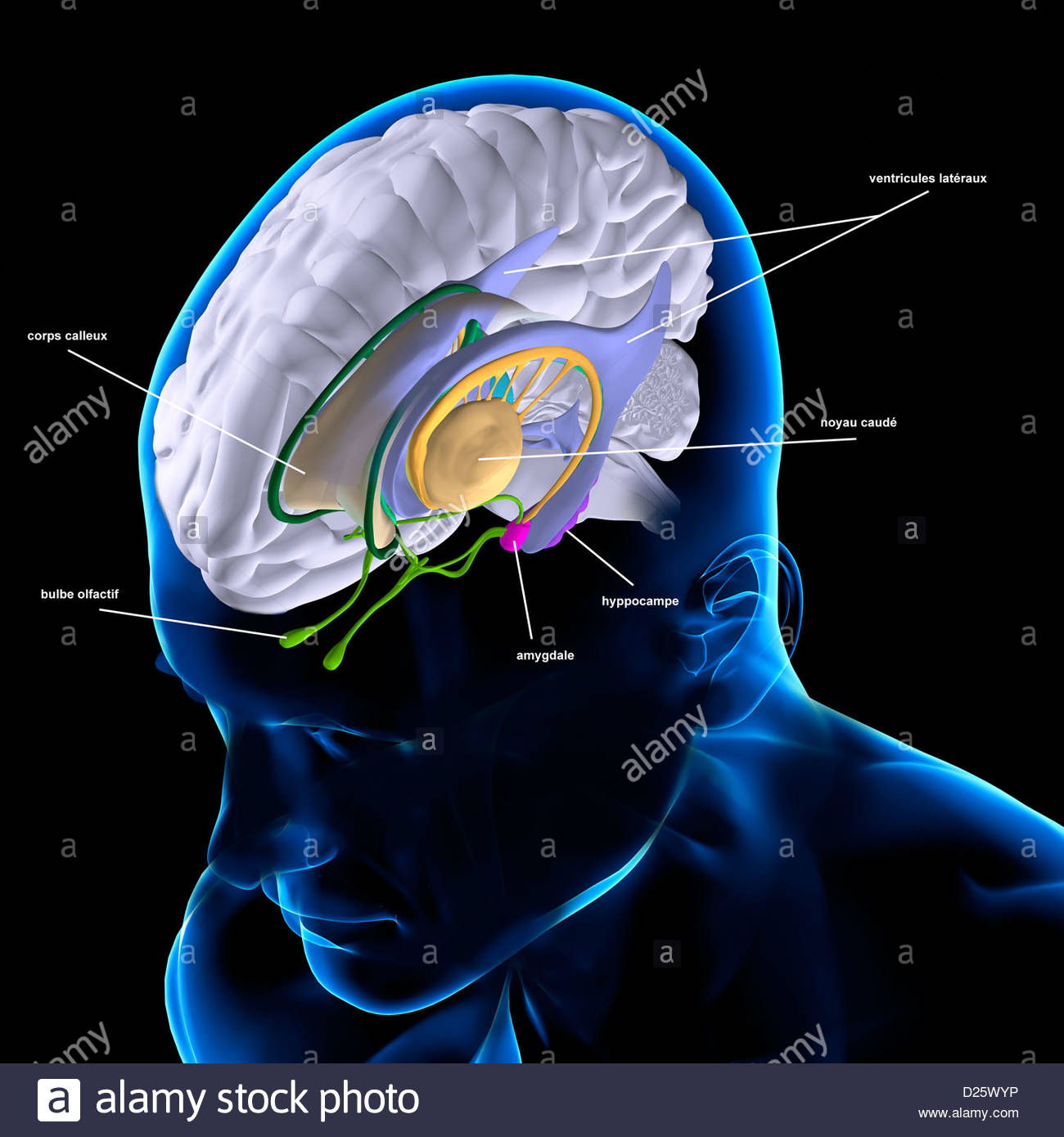 Lentiform Nucleus Stock Photos Lentiform Nucleus Stock Images Alamy Lentiform Nucleus Stock Photos Lentiform Nucleus Stock Images Alamy