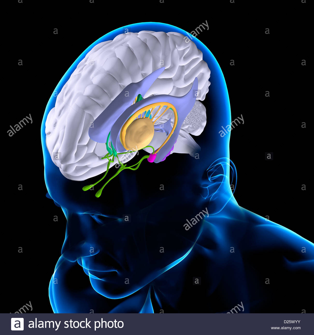 Lentiform Nucleus Stock Photos & Lentiform Nucleus Stock Images - Alamy