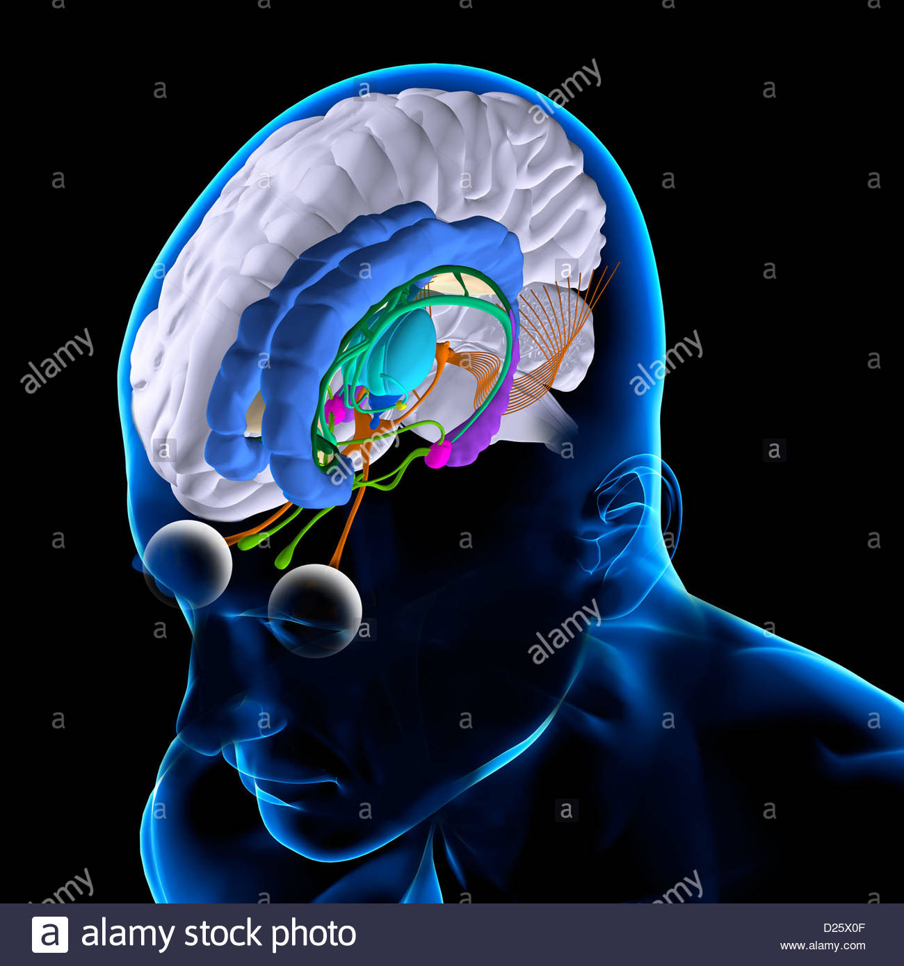 Mammillary Body Stock Photos & Mammillary Body Stock Images - Alamy