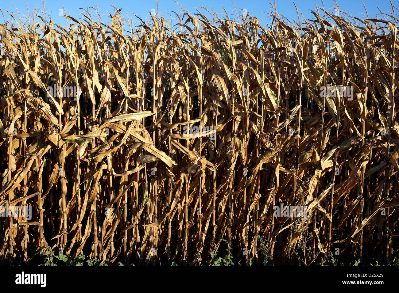 Maize field. LLeida. Spain Stock Photo - Alamy