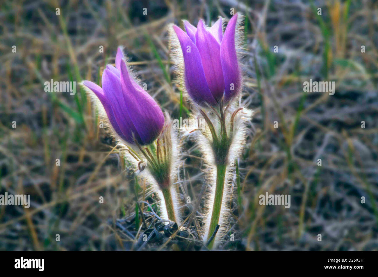 4 plants hi-res stock photography and images - Alamy