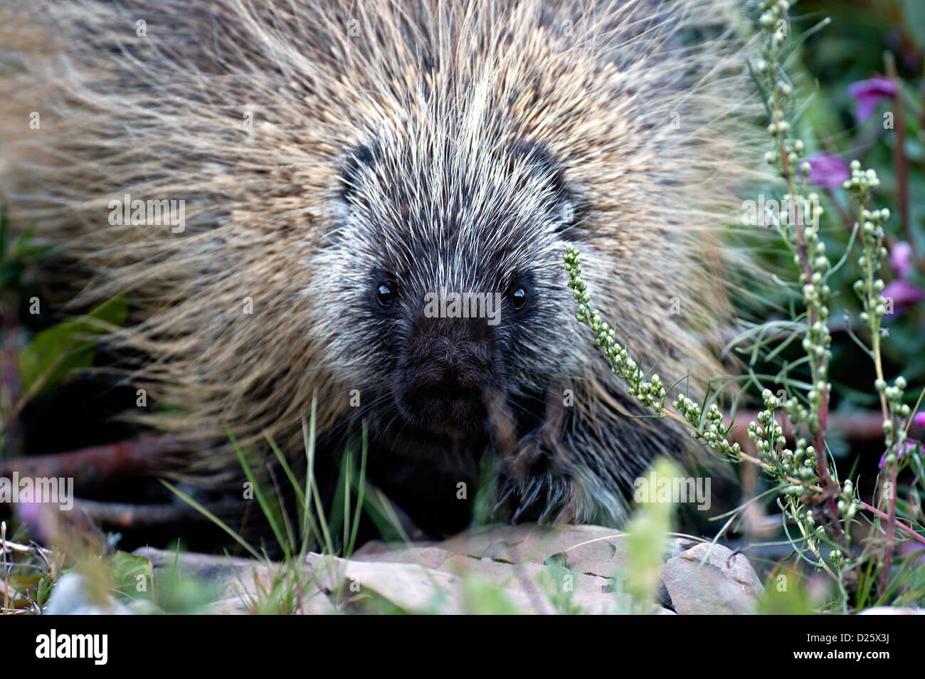 Porcupine Sharp Quills High Resolution Stock Photography and Images - Alamy
