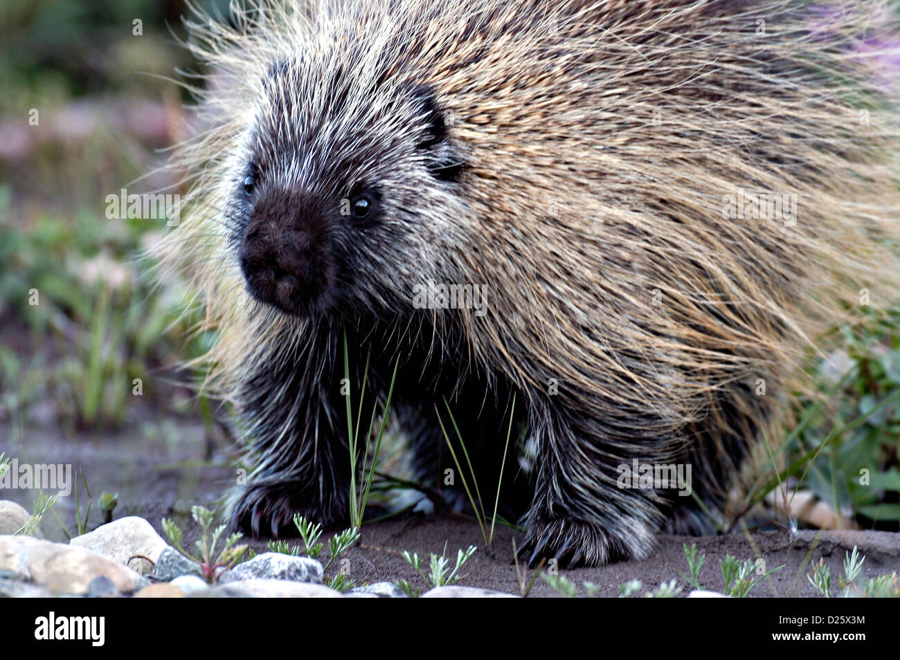 Porcupine claws hi-res stock photography and images - Alamy