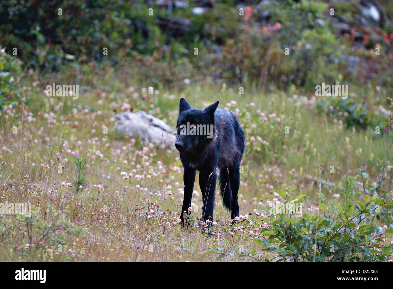 Black wolf hi-res stock photography and images - Alamy