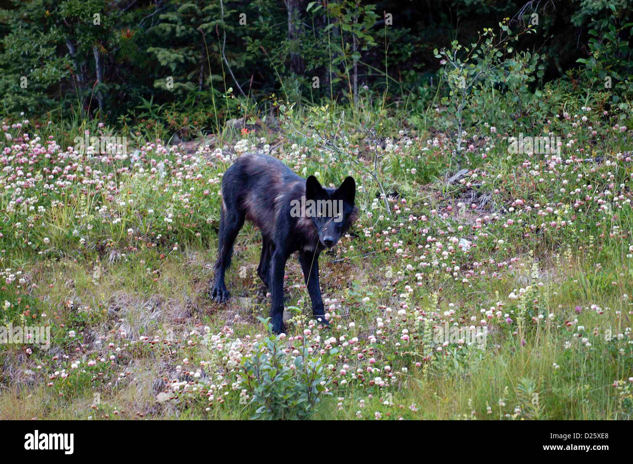Wild animal canadian black wolf hi-res stock photography and images - Alamy