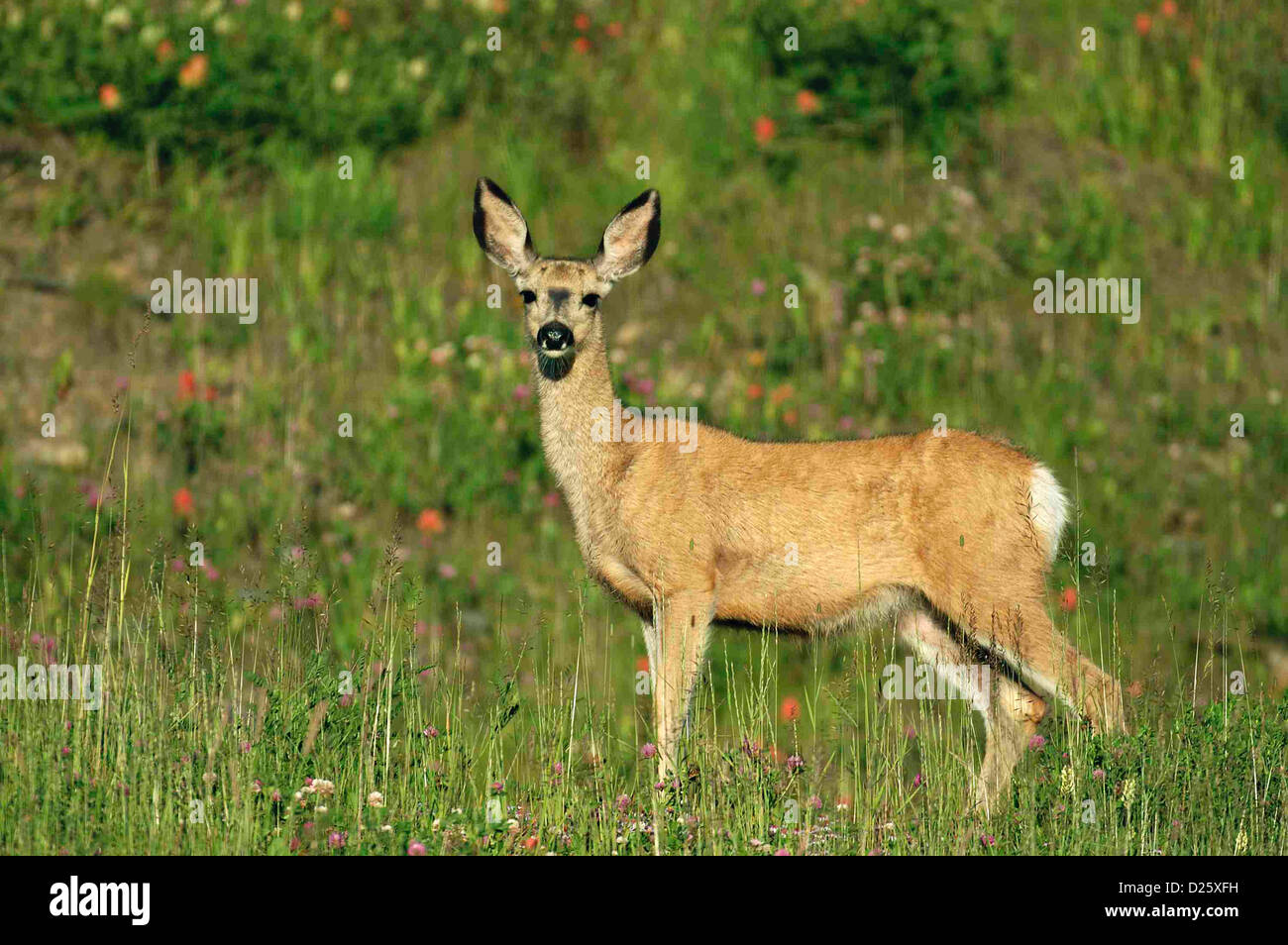 Mule deer doe 30 hi-res stock photography and images - Alamy