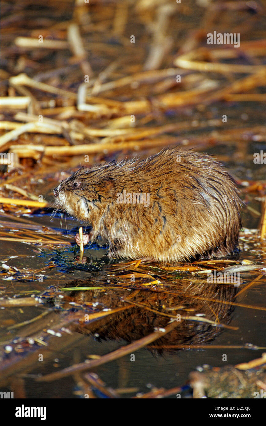 Rat animal marsh hi-res stock photography and images - Alamy