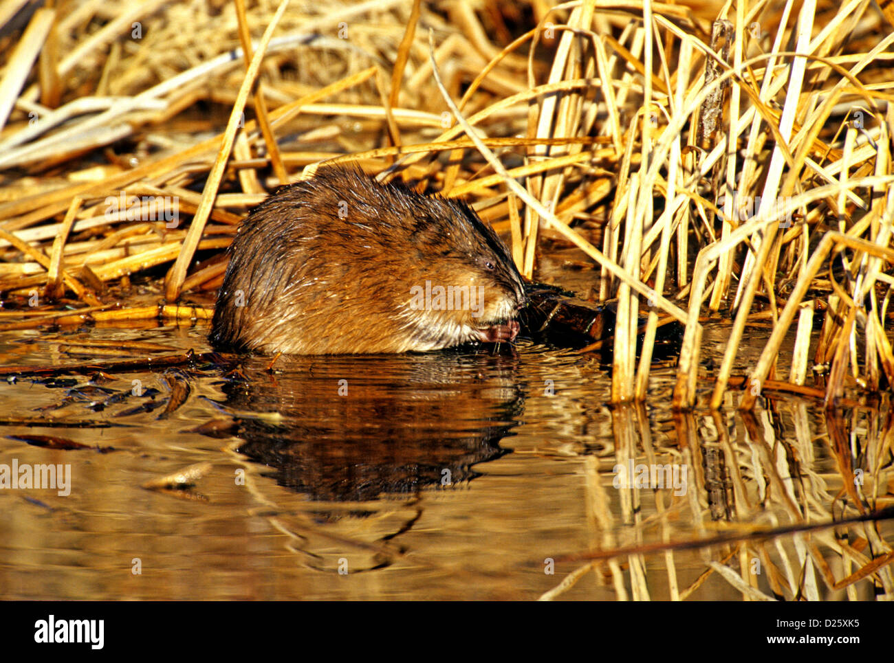 Muskrat 8 hi-res stock photography and images - Alamy