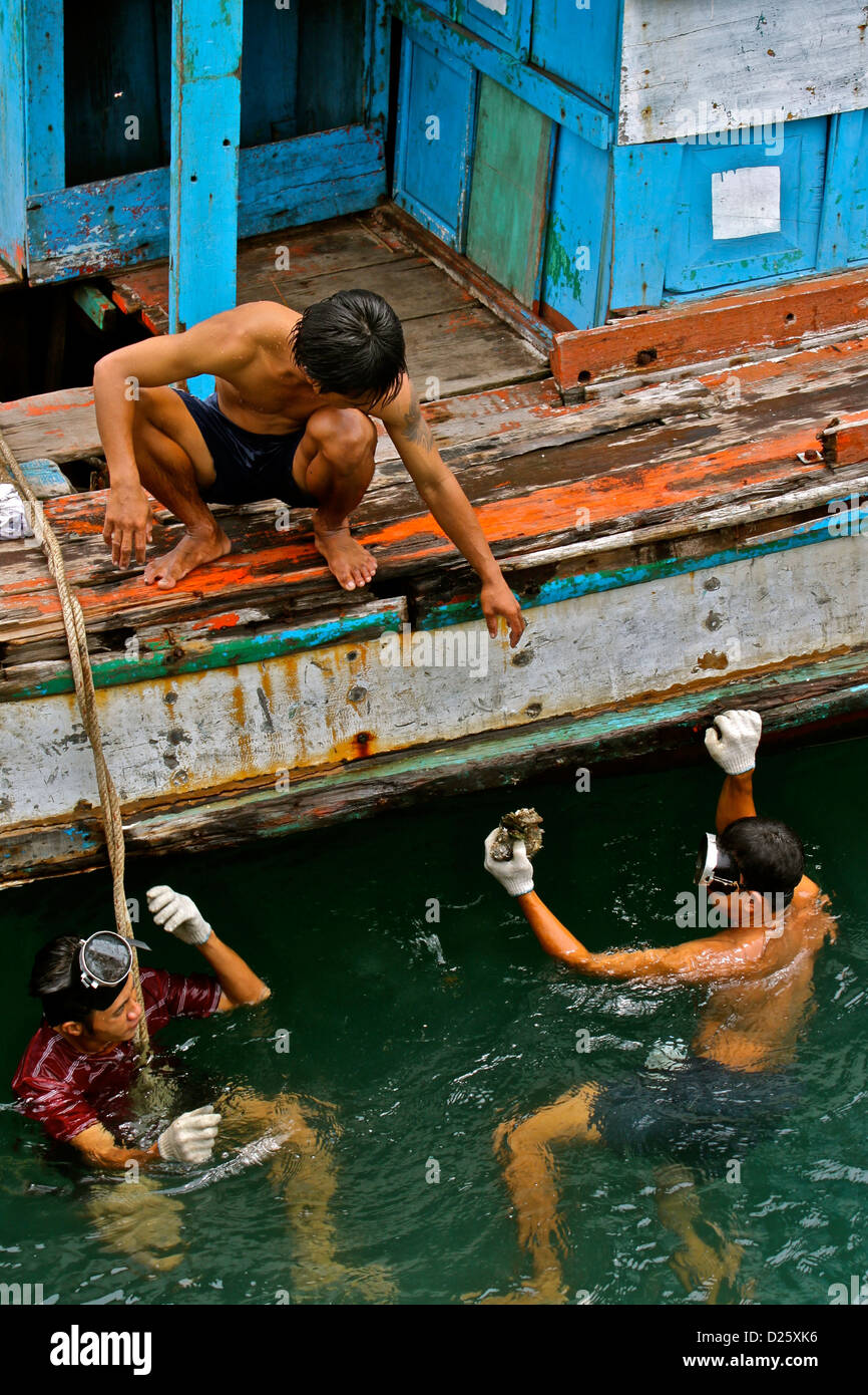 Diving for oysters Stock Photo - Alamy