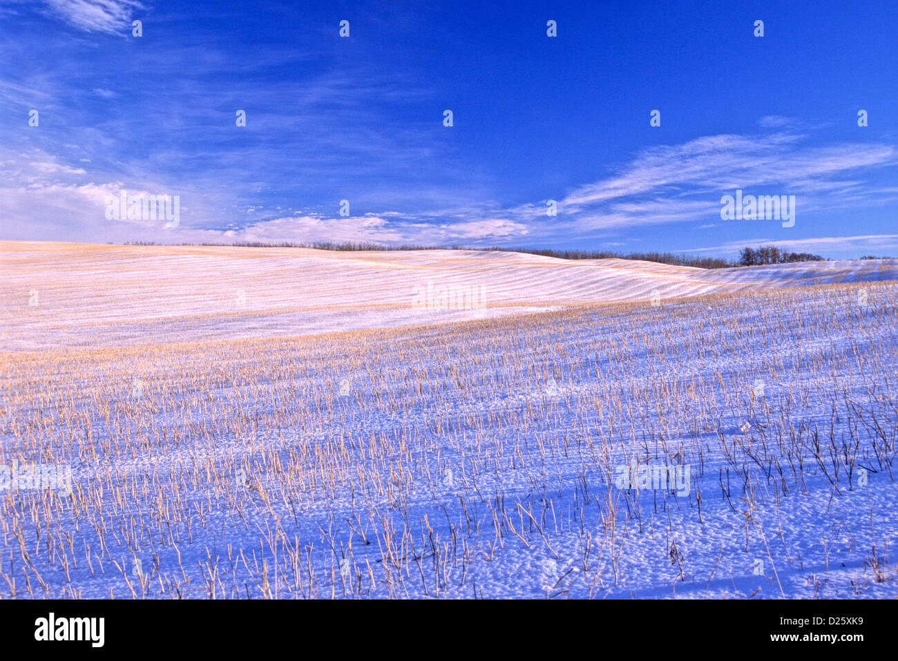 Oat stubble hi-res stock photography and images - Alamy