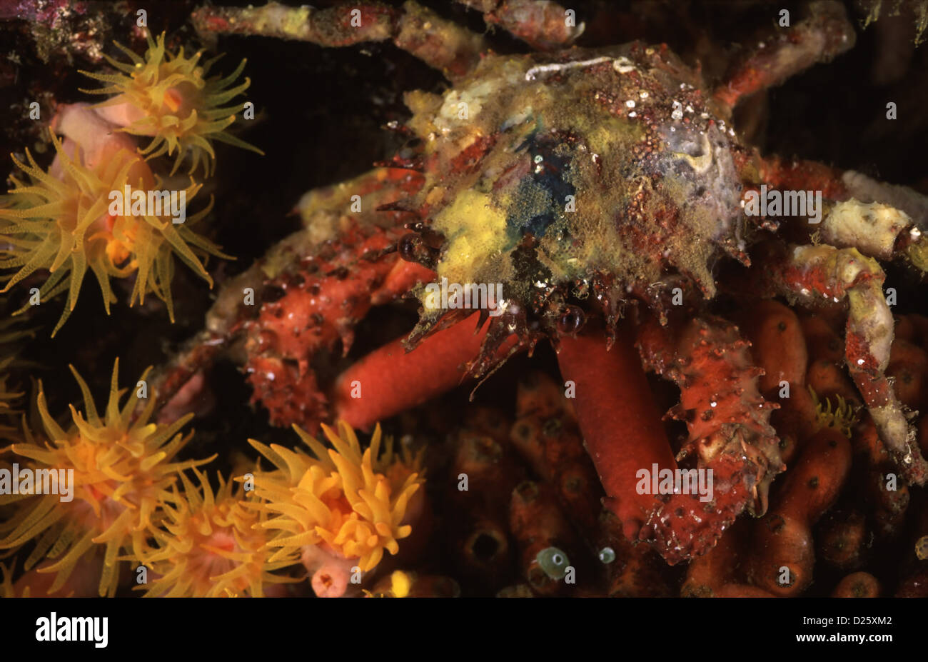 Alien crab hi-res stock photography and images - Alamy