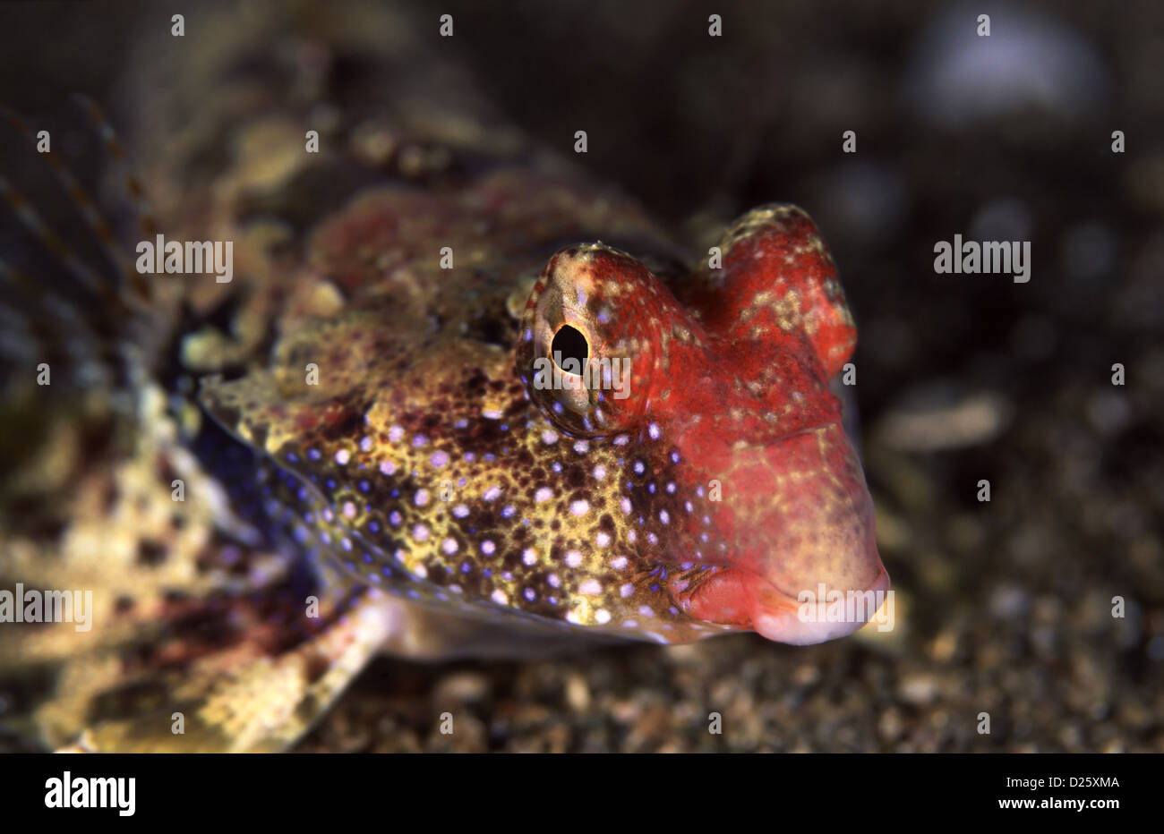 Alien fish hi-res stock photography and images - Alamy