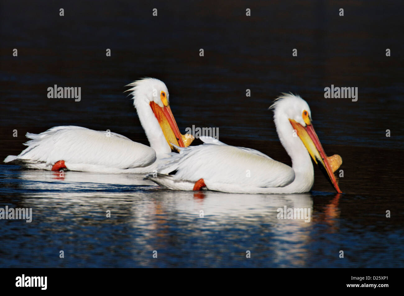 Canadian white pelicans hi-res stock photography and images - Alamy