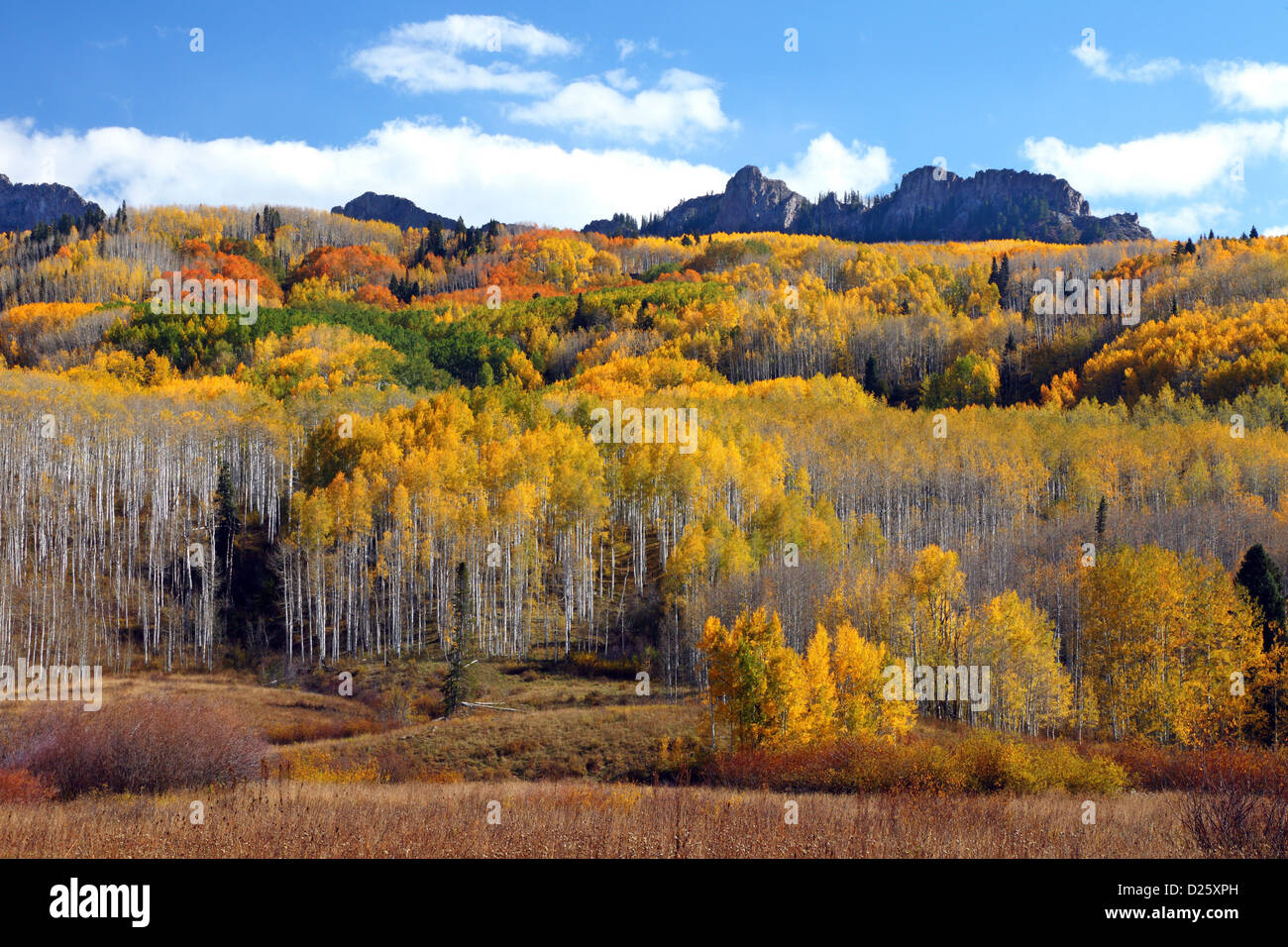 Yellow and orange aspens near Gunnison, Colorado, USA Stock Photo - Alamy