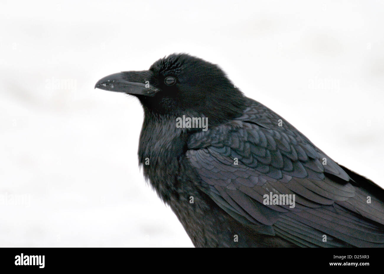 Common raven 11 hi-res stock photography and images - Alamy