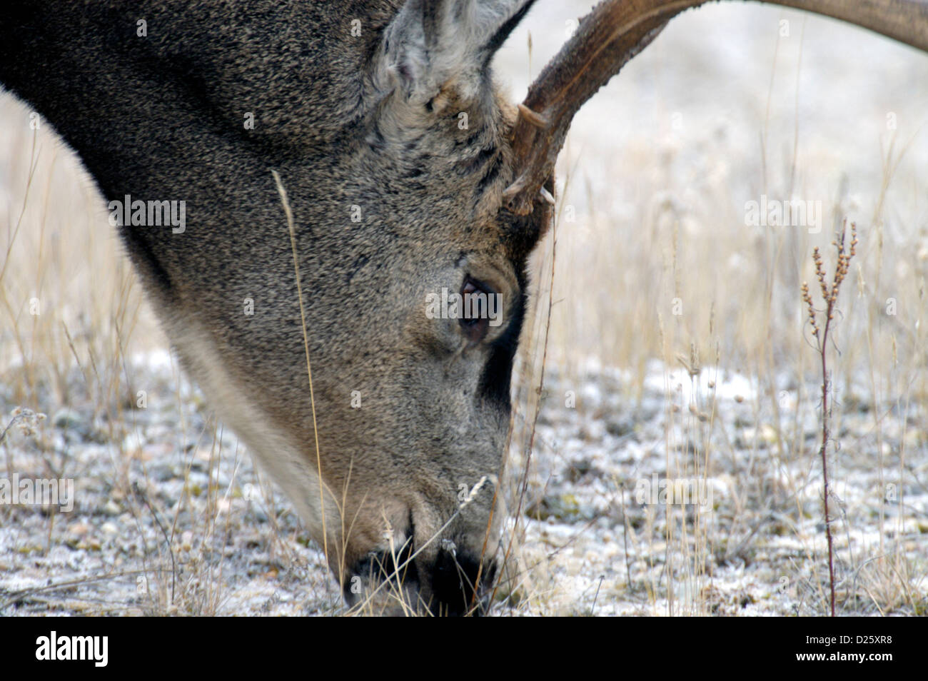 Buck eye hi-res stock photography and images - Alamy