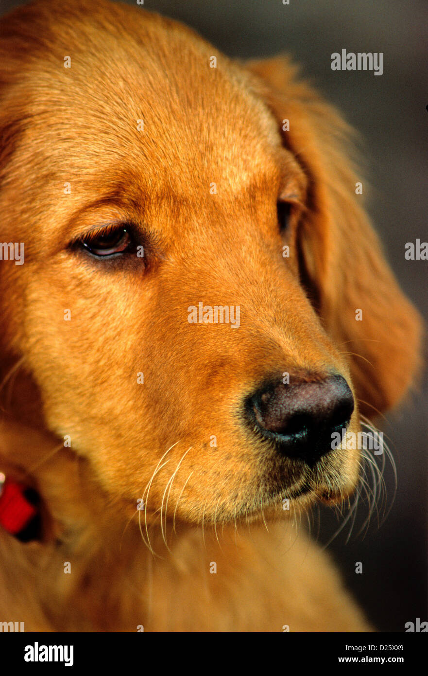 Golden lab 4 hi-res stock photography and images - Alamy