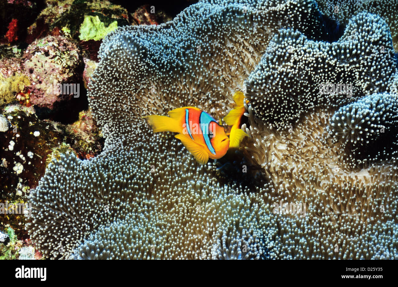 Shaab Rumi South Plateau. Sudan. Scuba diving off the MV Royal ...