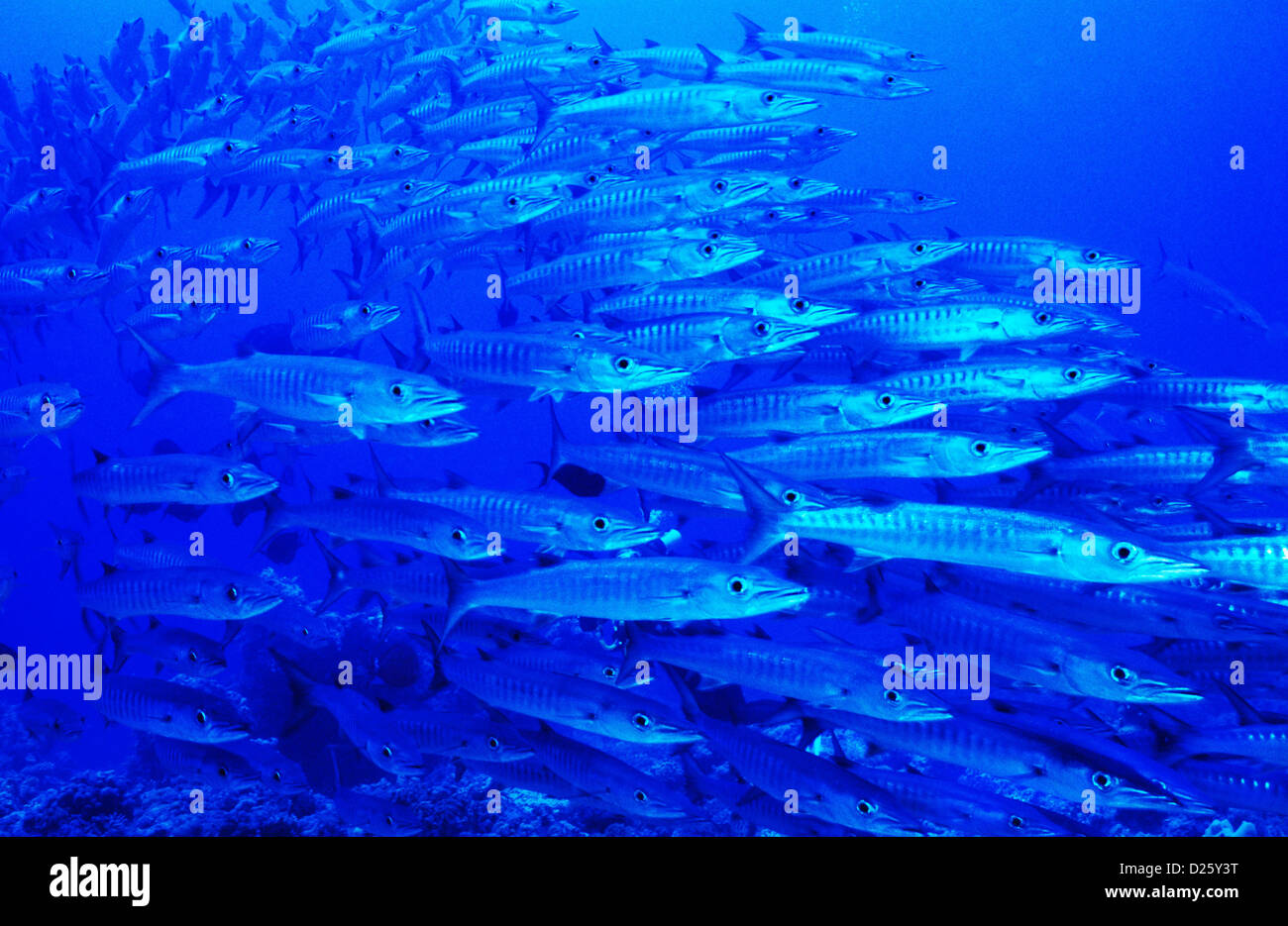 Shaab Rumi South Plateau. Sudan. Scuba diving off the MV Royal ...