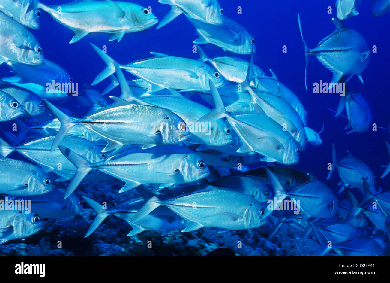 Shaab Rumi South Plateau. Sudan. Scuba diving off the MV Royal ...