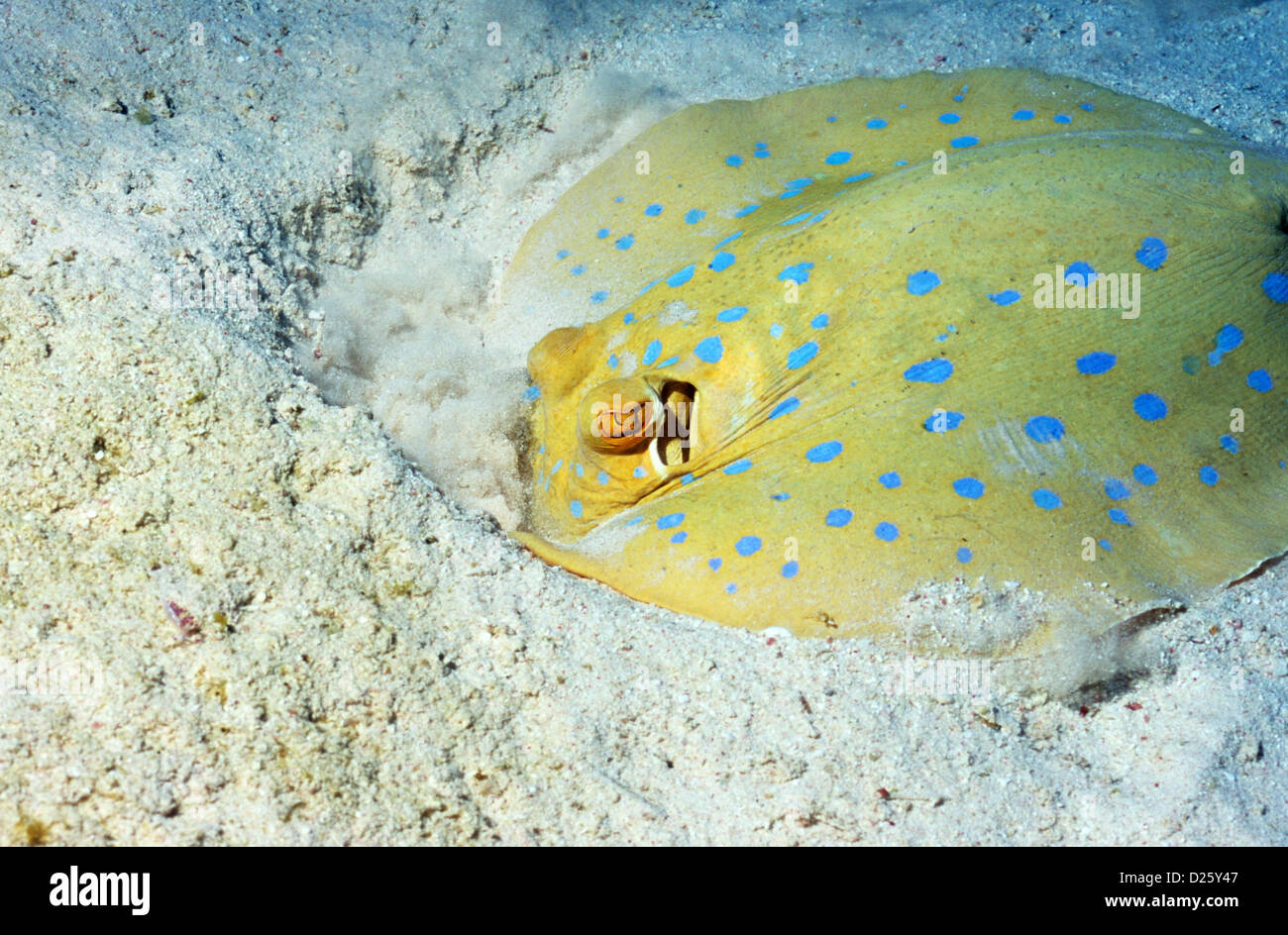 Shaab Rumi South Plateau. Sudan. Scuba diving off the MV Royal ...