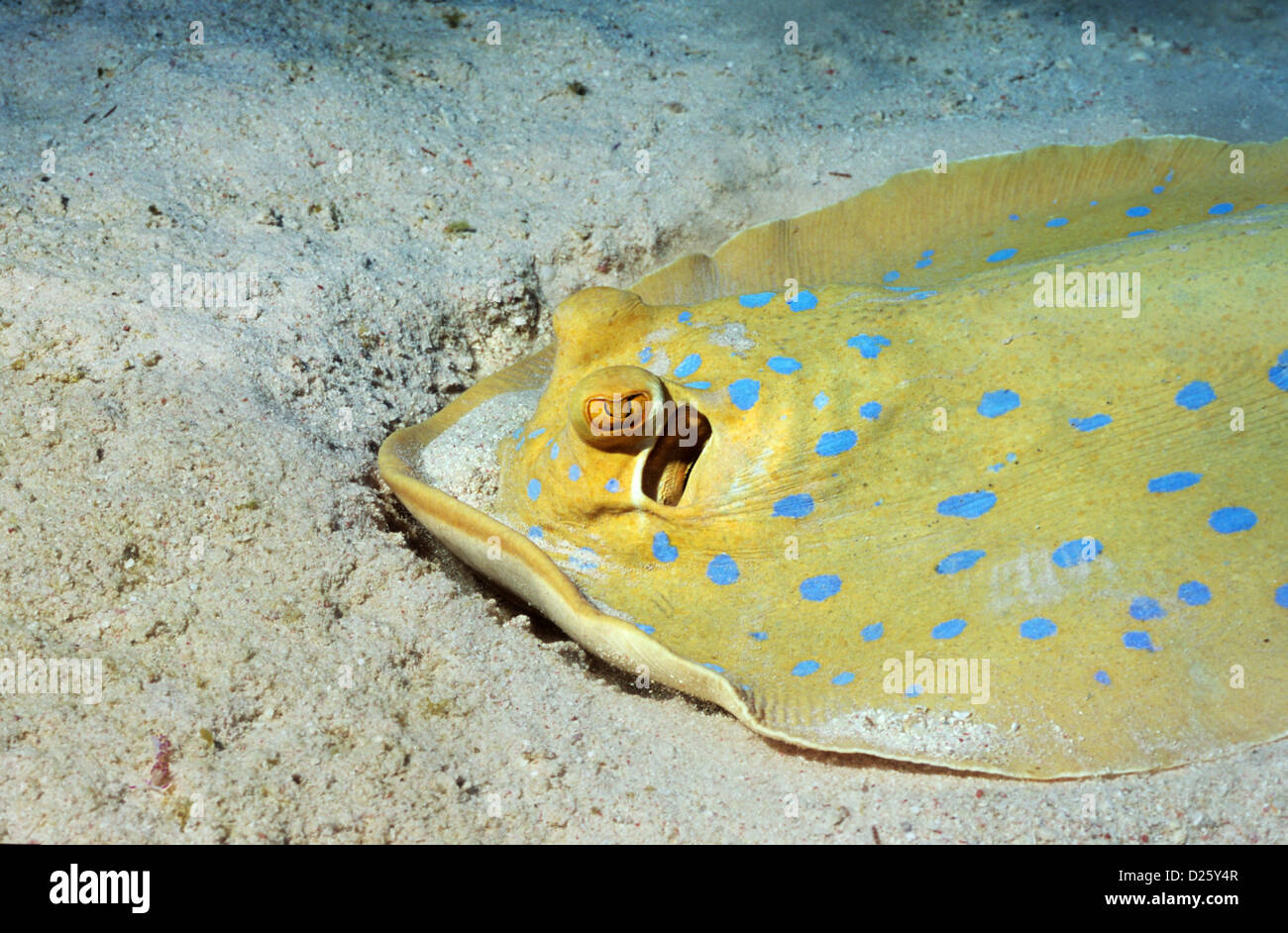 Shaab Rumi South Plateau. Sudan. Scuba diving off the MV Royal ...