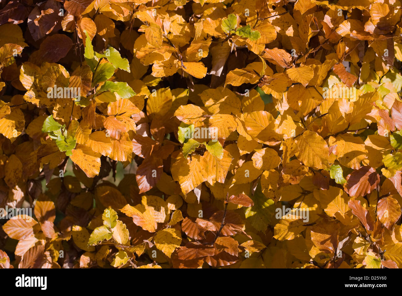 Beech hedge trees hi-res stock photography and images - Alamy