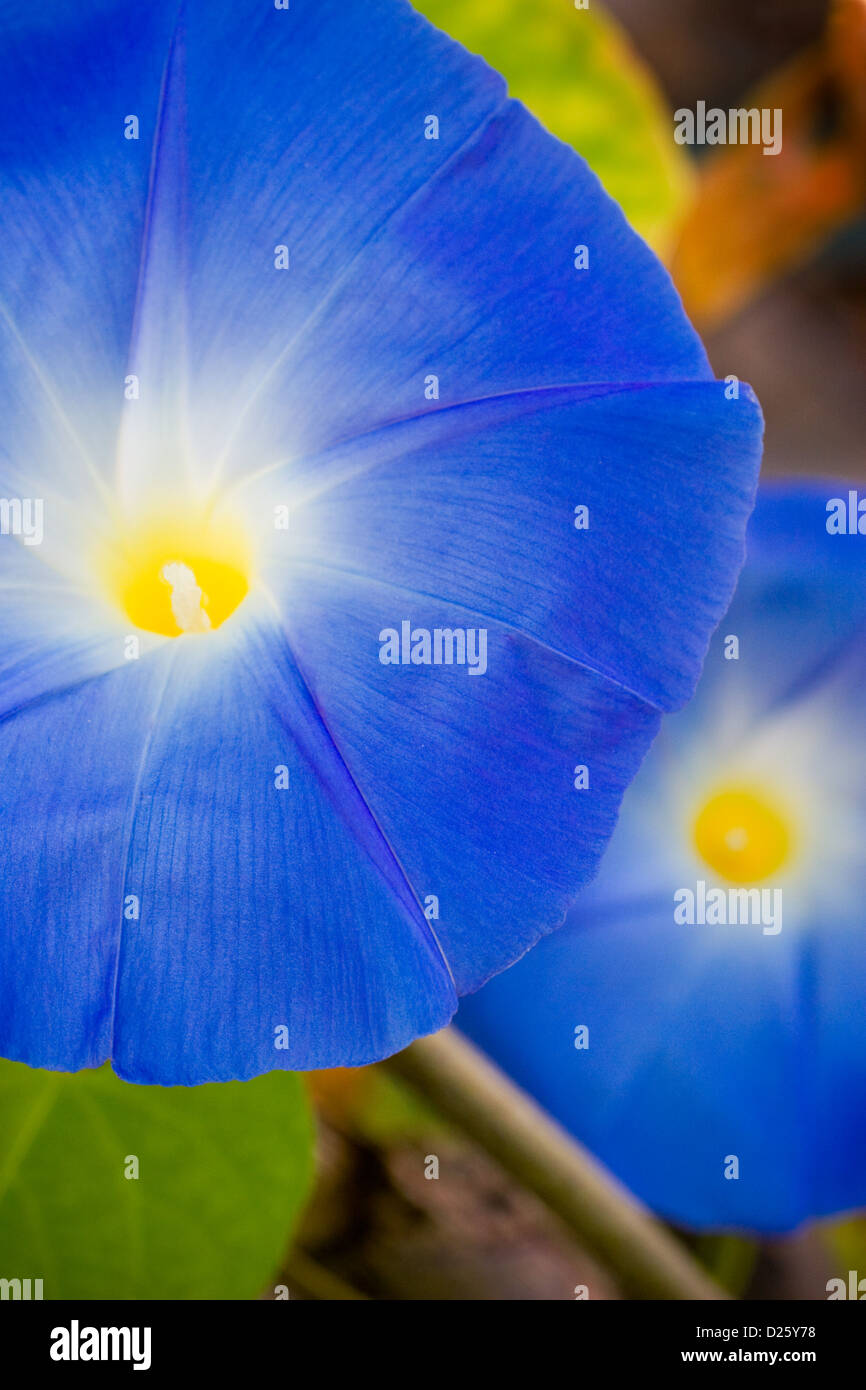 Blue Morning Glory flowers Stock Photo - Alamy
