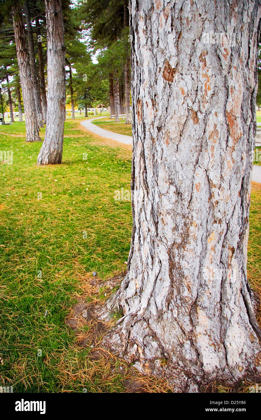 Trees and tree trunks hi-res stock photography and images - Alamy