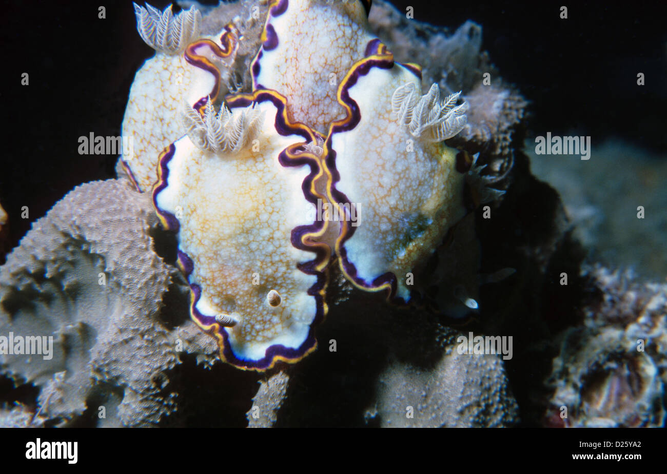 Sea slug underwater in the arabian gulf hi-res stock photography and ...