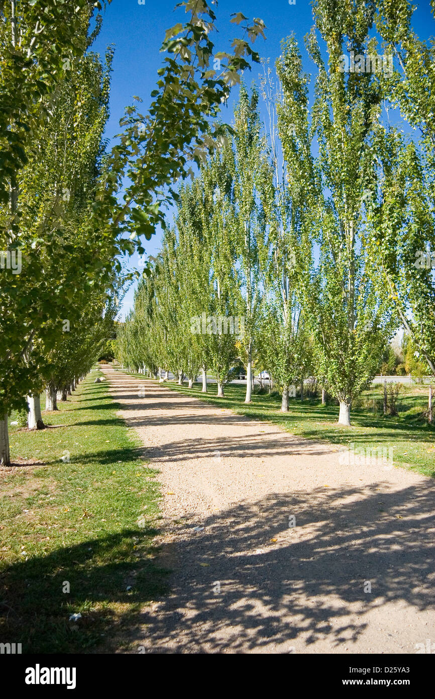 Poplar lane hi-res stock photography and images - Alamy