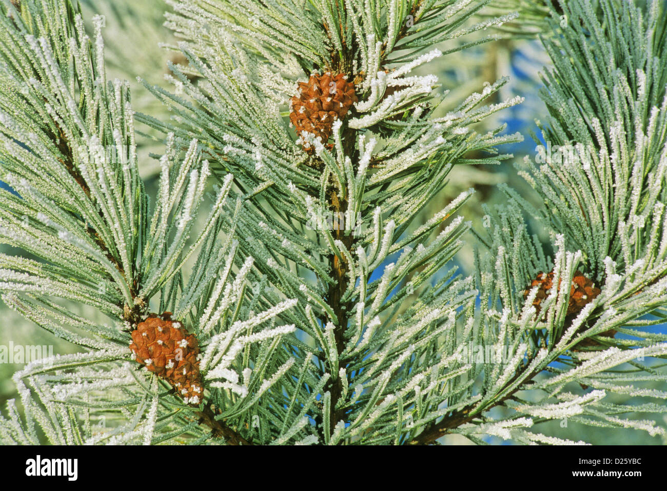 Jack pine tree cones hi-res stock photography and images - Alamy
