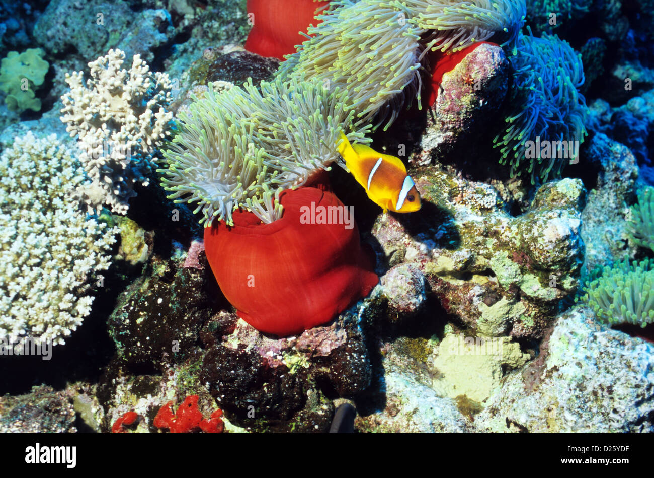 Shaab Rumi South Plateau. Sudan. Scuba diving off the MV Royal ...