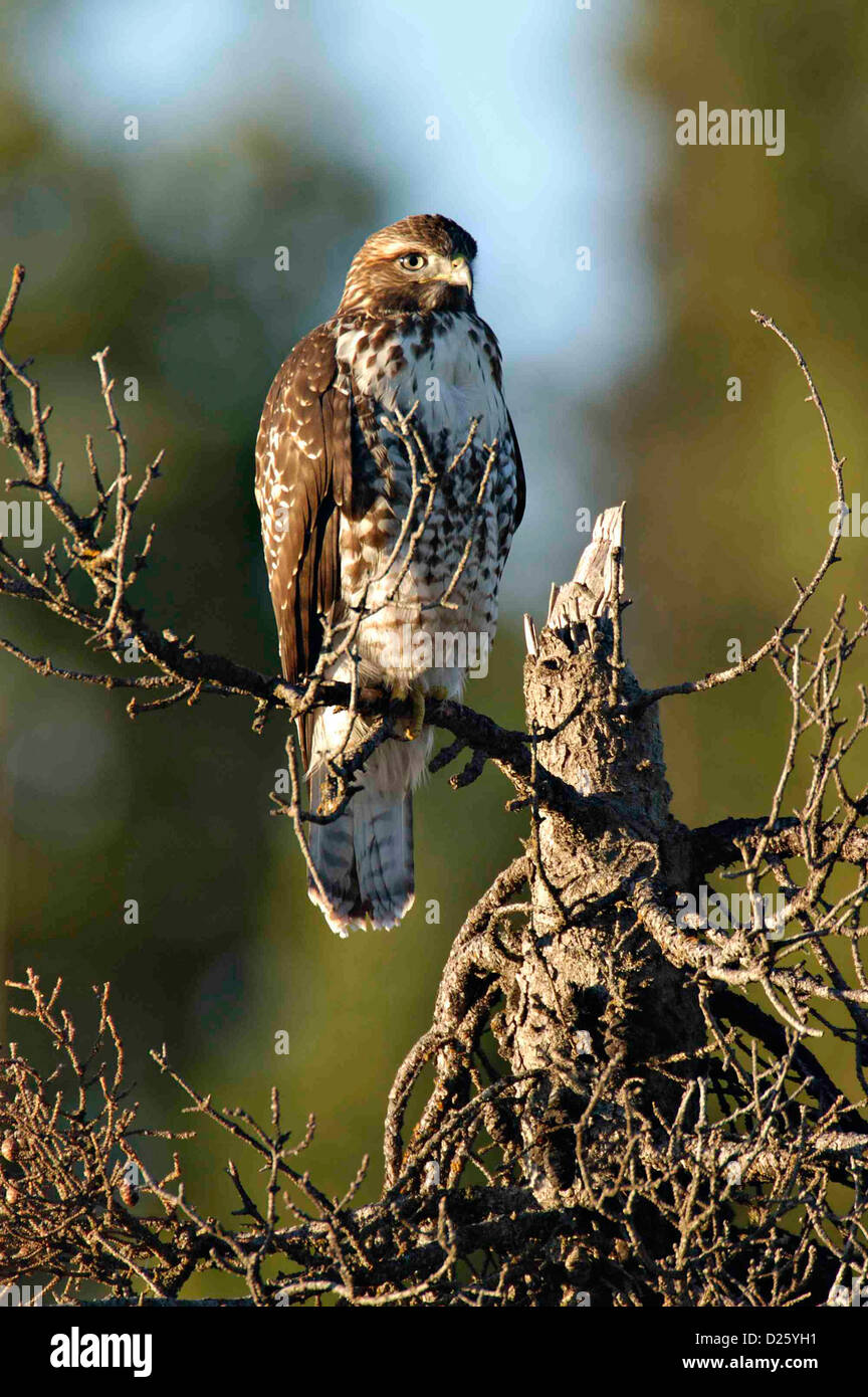 Canadian hawk hi-res stock photography and images - Alamy