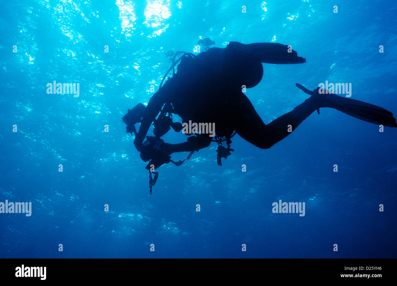 Shaab Rumi South Plateau. Sudan. Scuba diving off the MV Royal ...