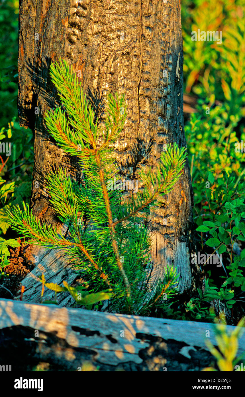 Regen regeneration an hi-res stock photography and images - Alamy