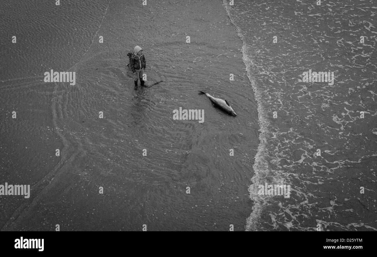 Washed Up Dolphin Stock Photos & Washed Up Dolphin Stock Images - Alamy