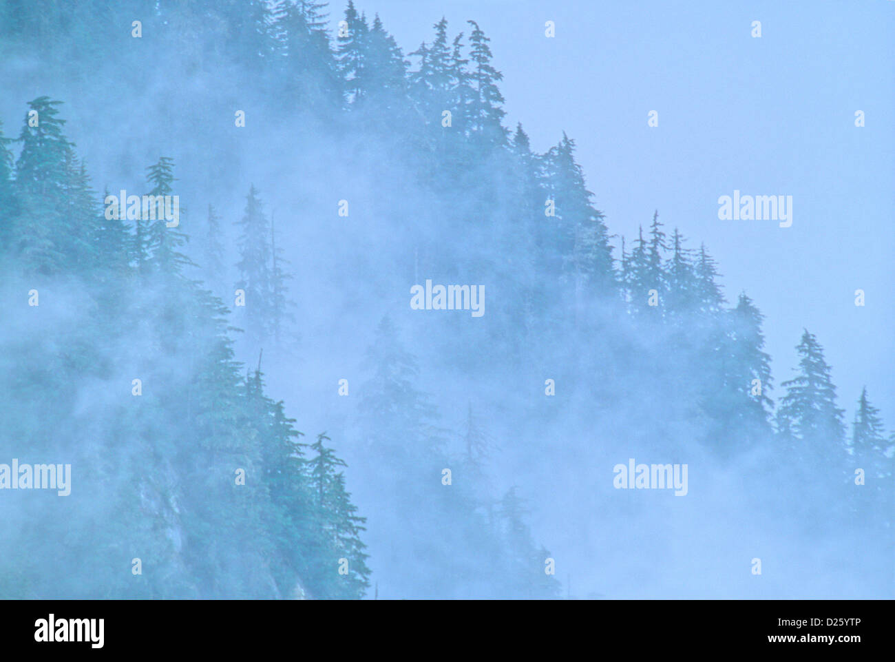 Trees 1 hi-res stock photography and images - Alamy