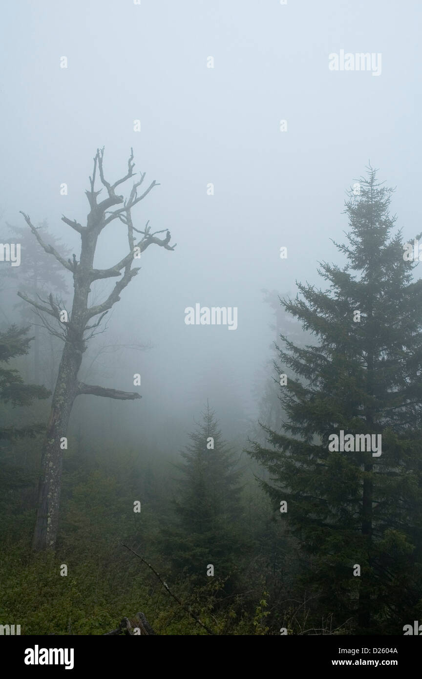 Fog, Blue Ridge Parkway, NC Stock Photo - Alamy